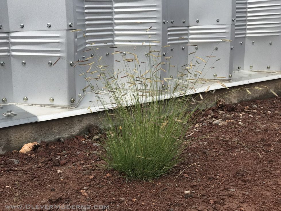 Native Turf Restoration: Blue Grama Grass - Clever Moderns